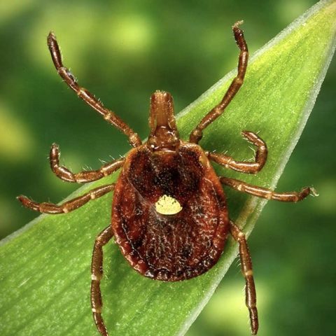 Lone star ticks - Alpha-gal Information