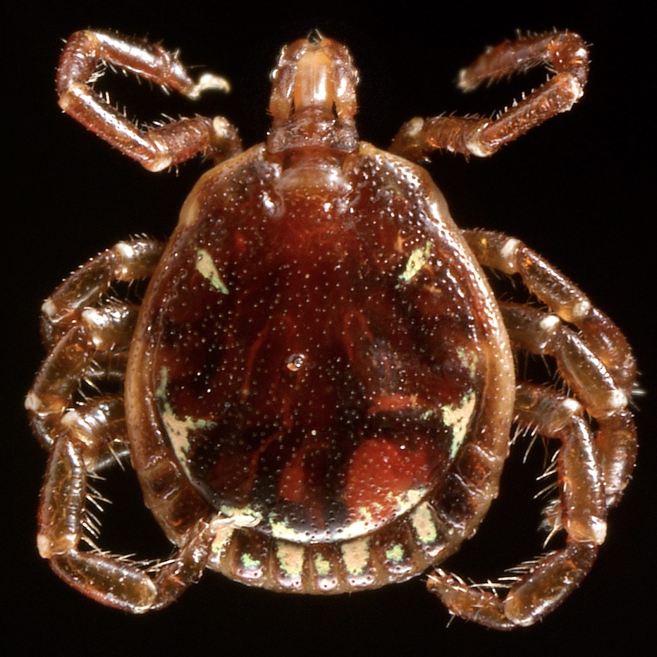 Tick ID - Alpha-gal Information