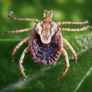 Alpha-gal Syndrome | AGI - Alpha-gal Information