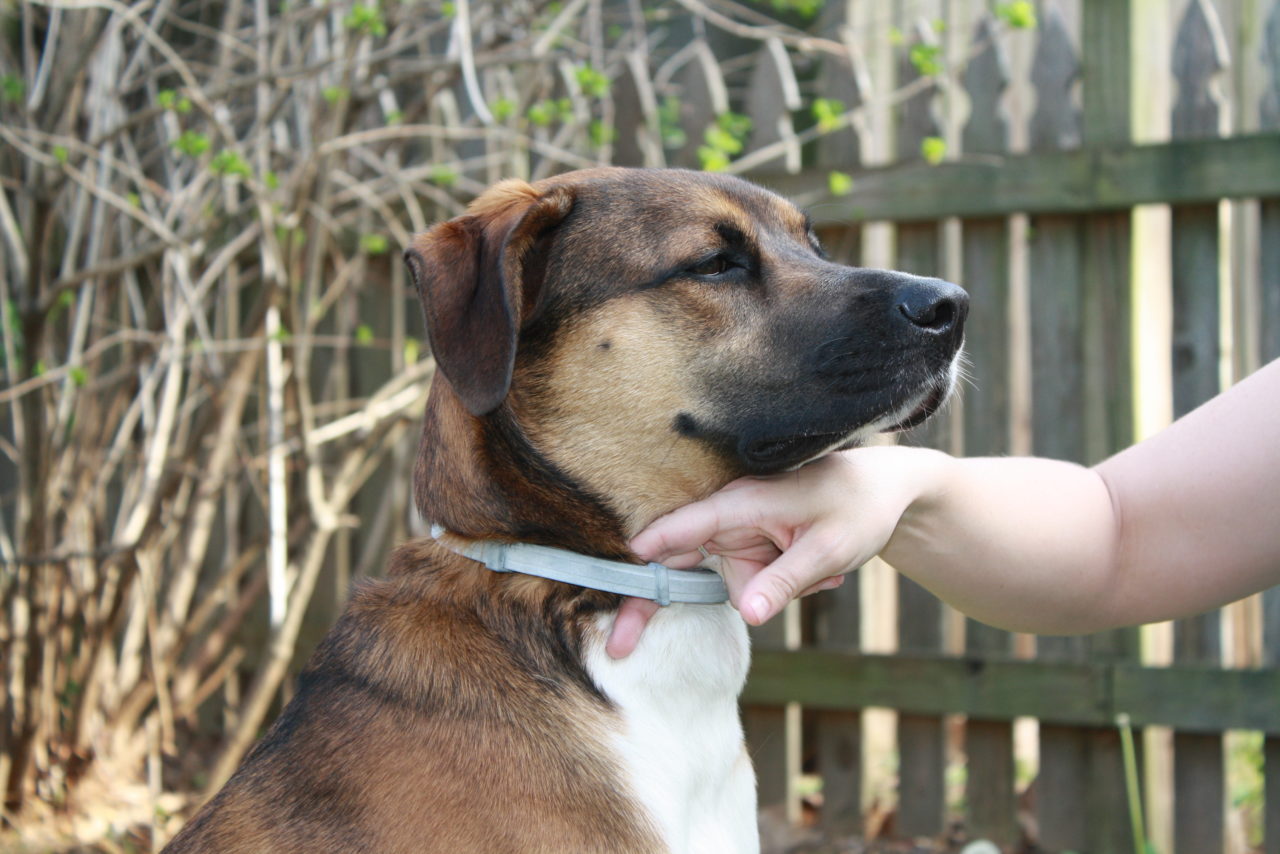 Pets and Ticks - Alpha-gal Information