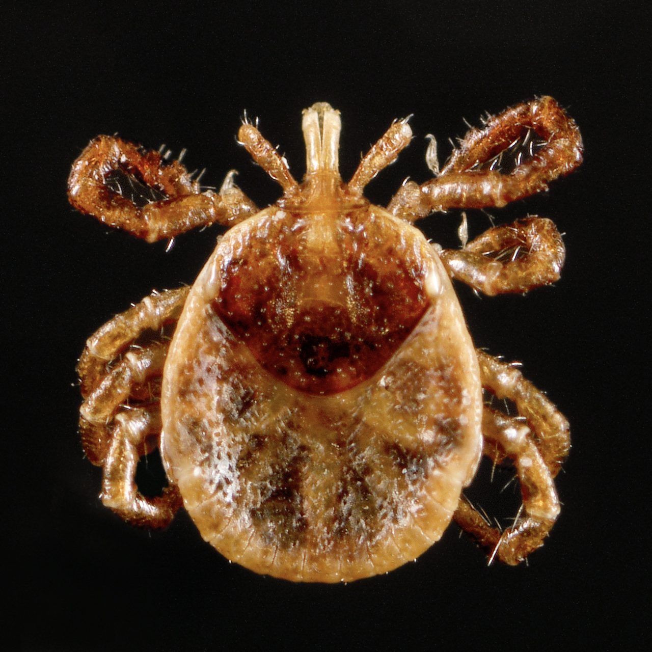 Tick ID - Alpha-gal Information