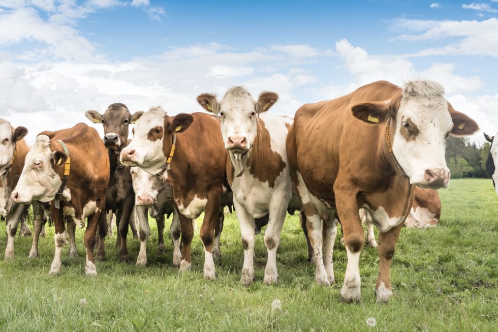 Symptoms - Alpha-gal Information