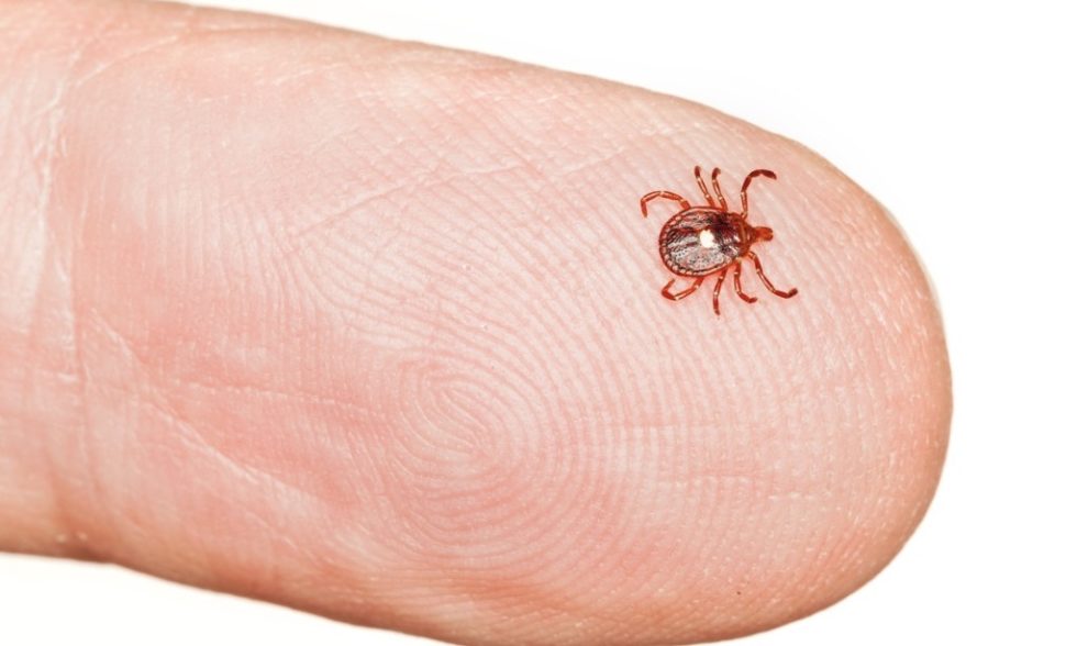 Symptoms - Alpha-gal Information