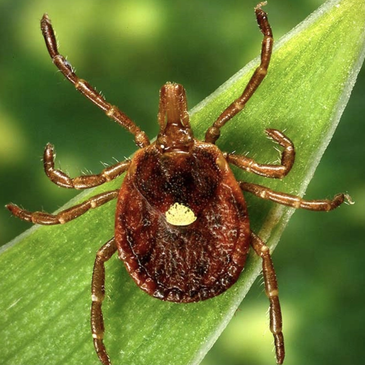 Alpha-gal Syndrome | AGI - Alpha-gal Information