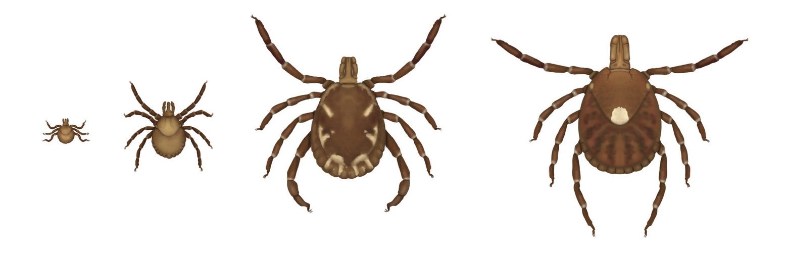 Lone star ticks - Alpha-gal Information